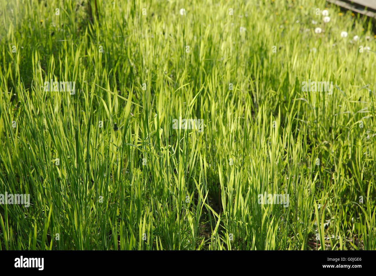 Green Grass Field Stock Photo - Alamy