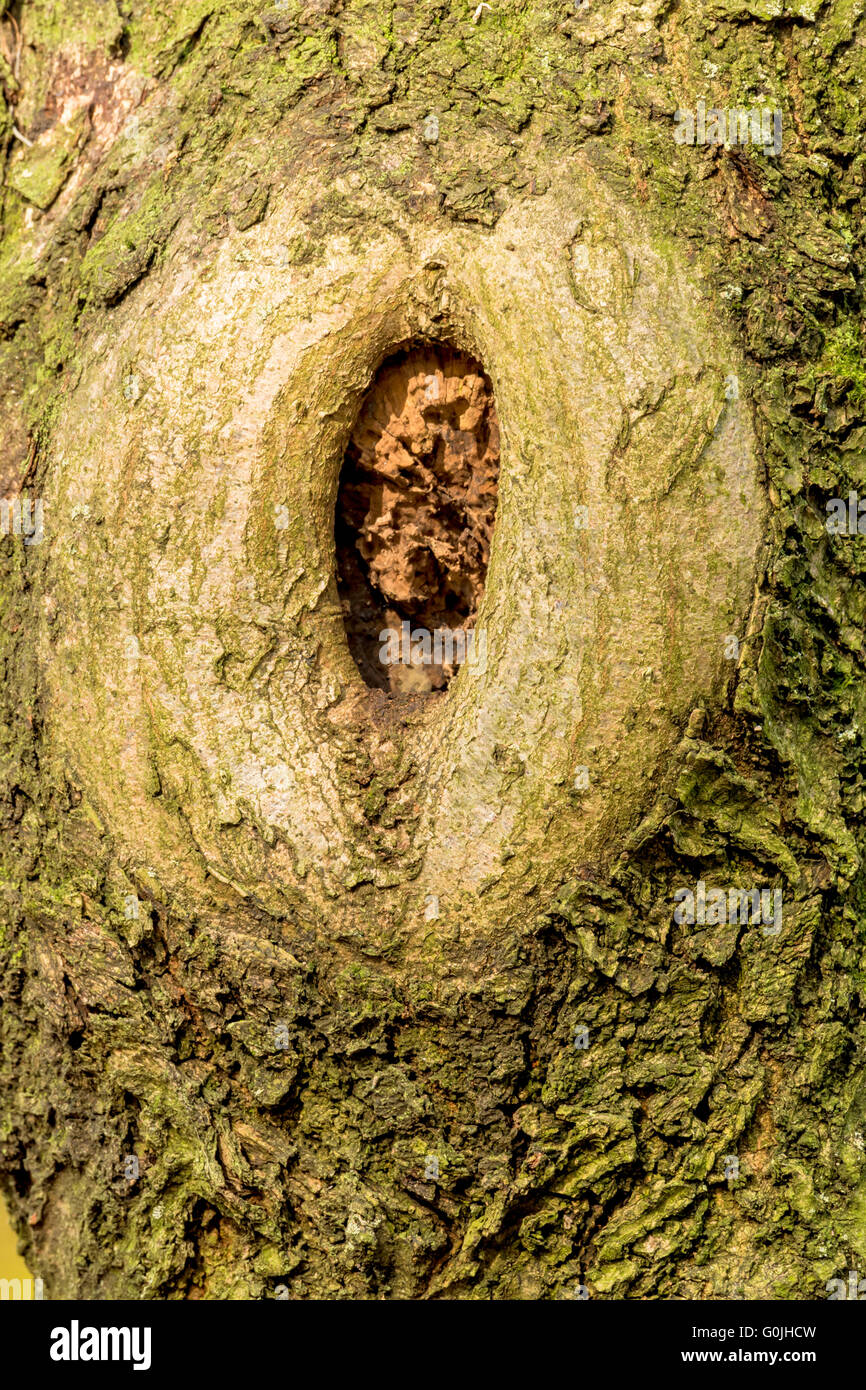 Scar scarred tree trunk hi-res stock photography and images - Alamy