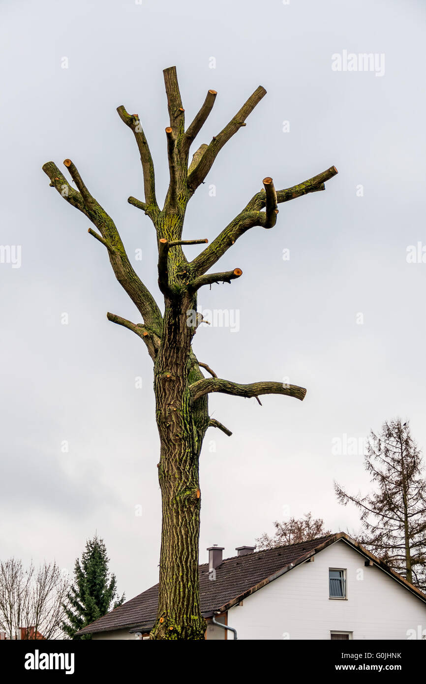 tree trunk with sawed-off branches Stock Photo - Alamy