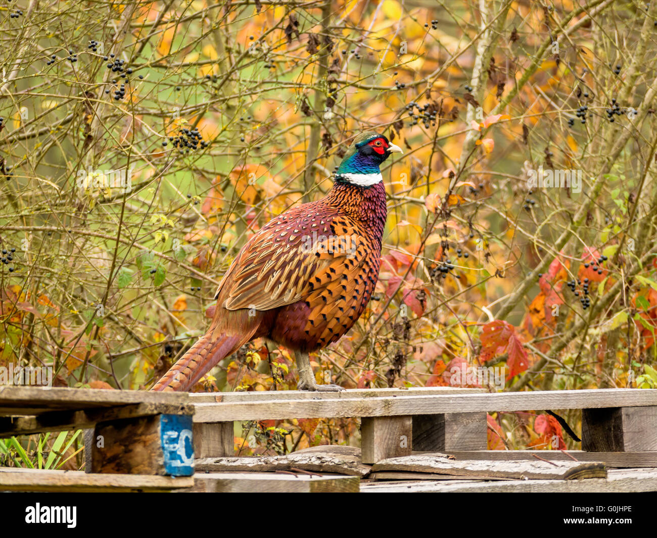 Pheasant chase hi-res stock photography and images - Alamy