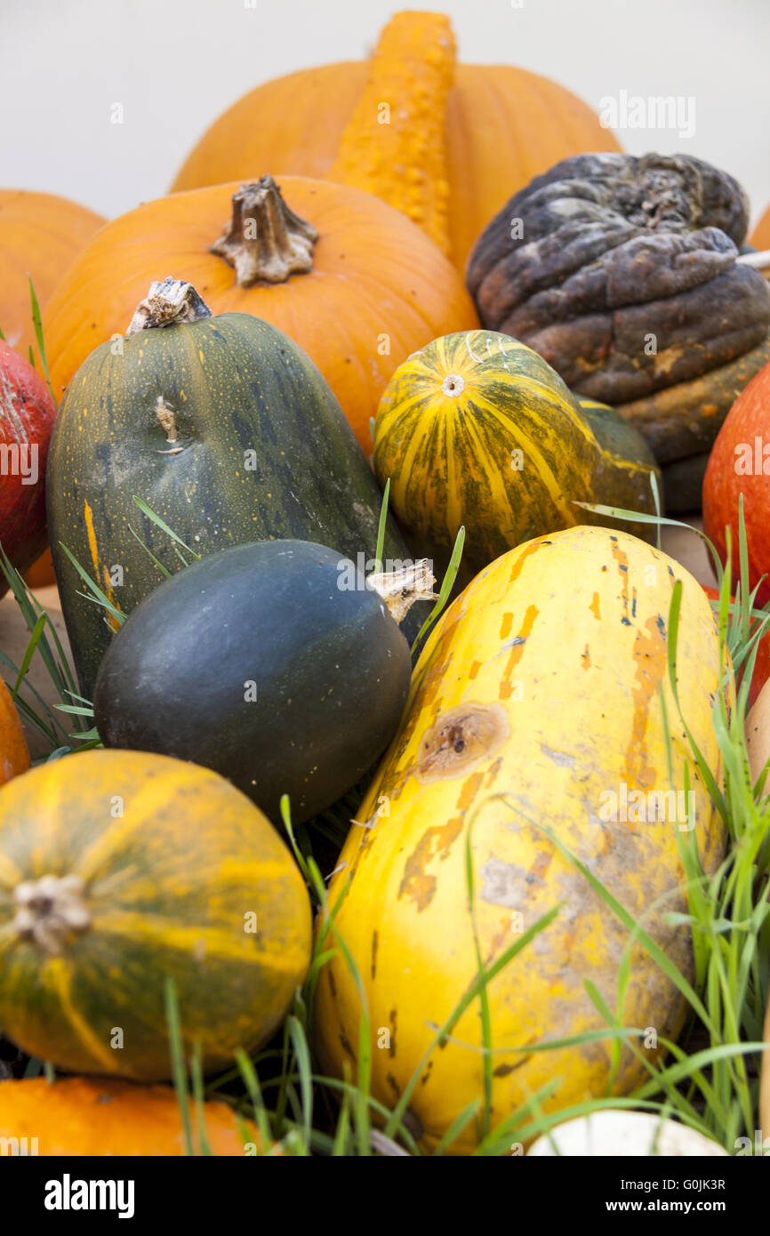 Different maxima and pepo cucurbita pumpkin pumpkins from autumn ...