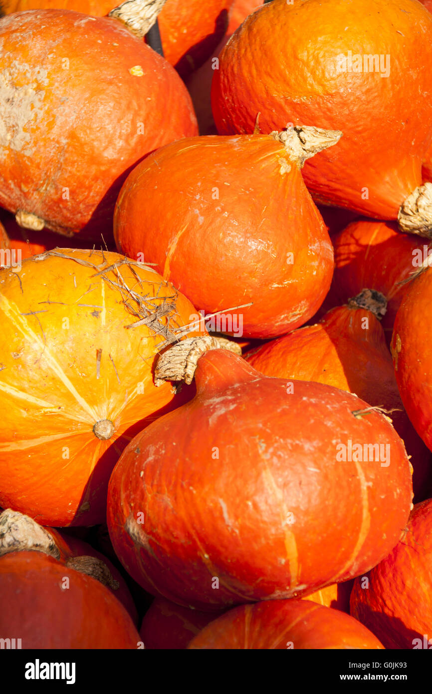 red roter Hokkaido cucurbita pumpkin pumpkins from autumn harvest Stock ...