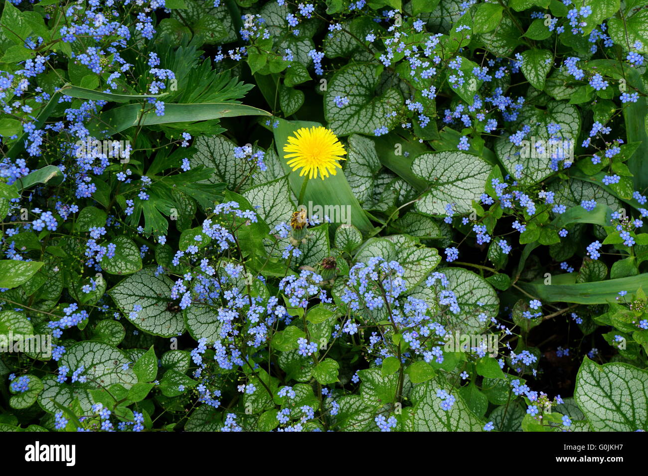 Single Dandelion Growing in the Center of a Field of Periwinkle Flowers ...