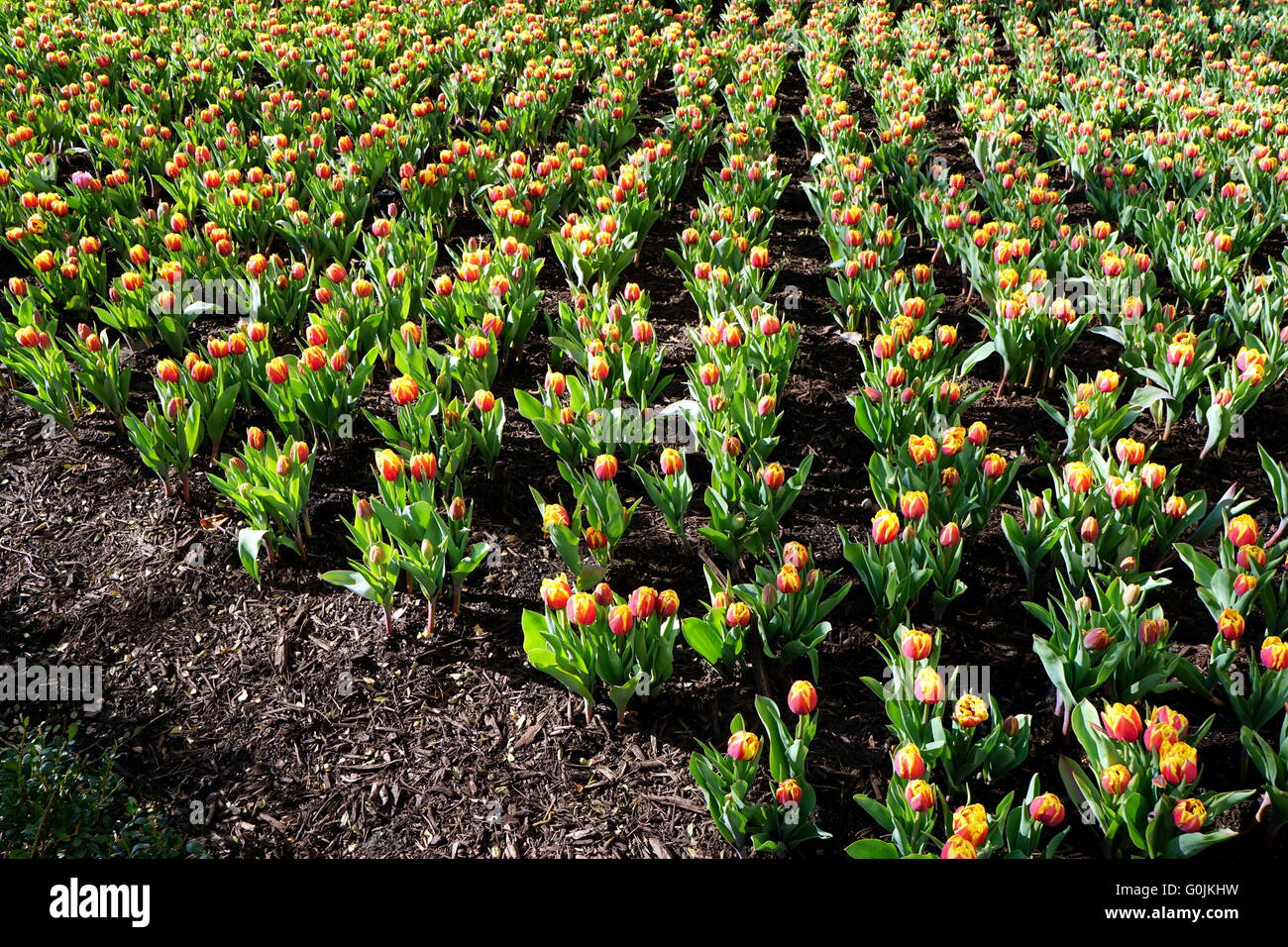 Rows of tulips Stock Photo - Alamy