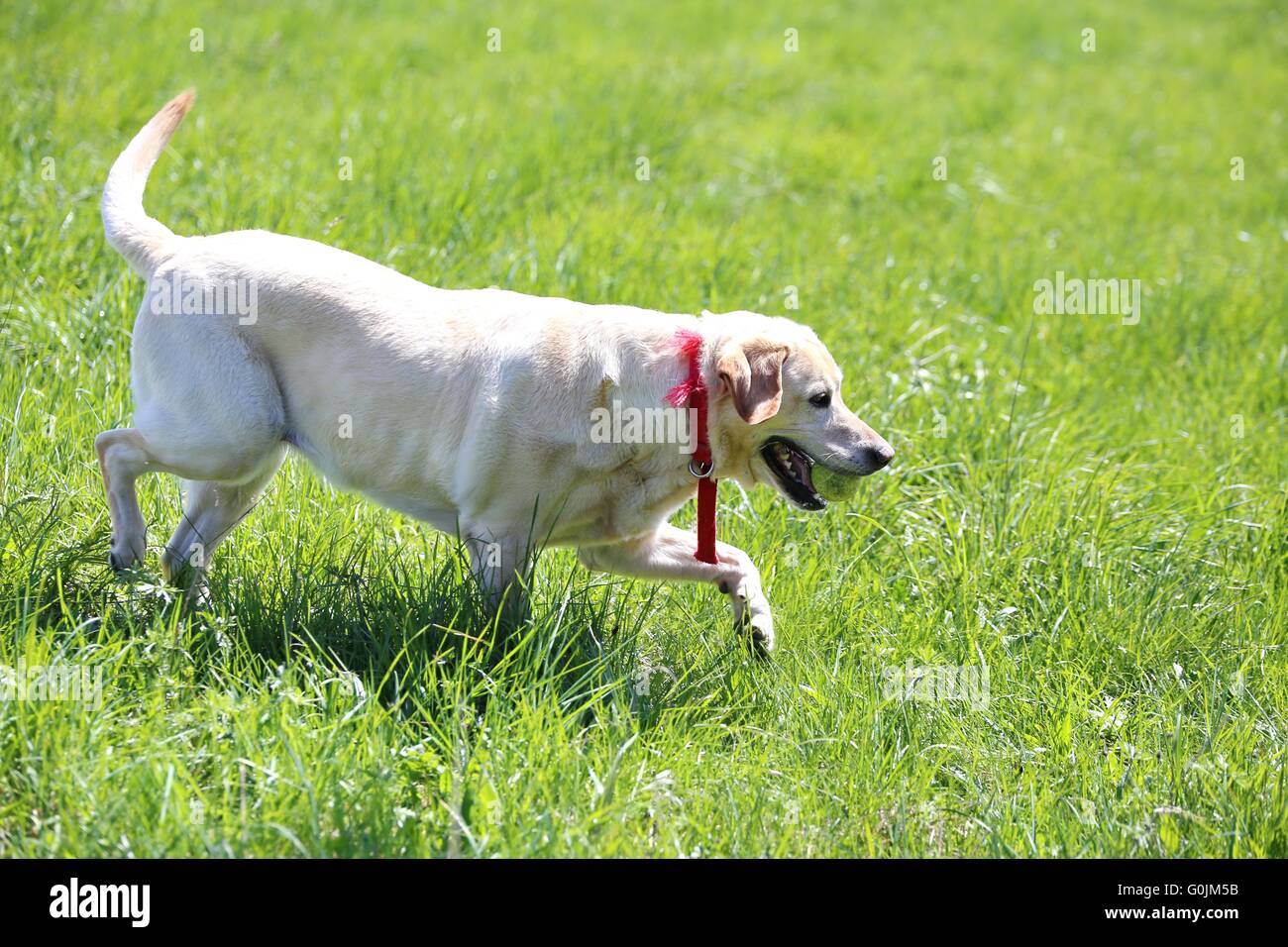 young Labrador Retriever playing with a tennis ball in his mouth Stock ...
