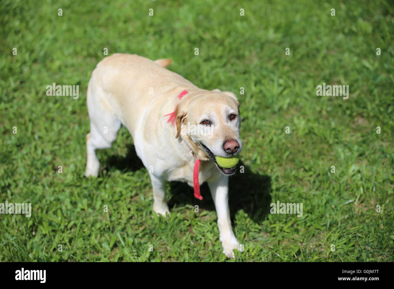 Labrador Retriever playing with a tennis ball in her mouth Stock Photo ...