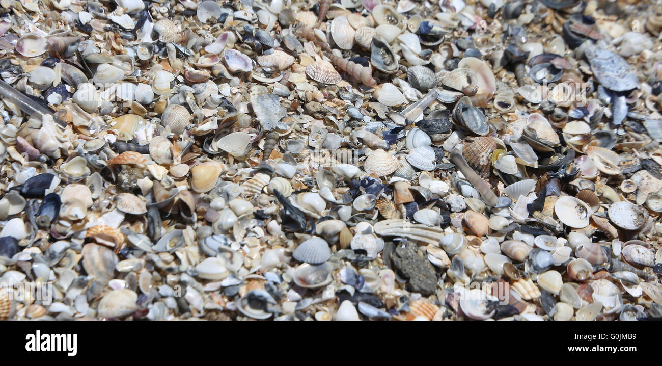 Many shells on the shore in the sea in summer Stock Photo - Alamy