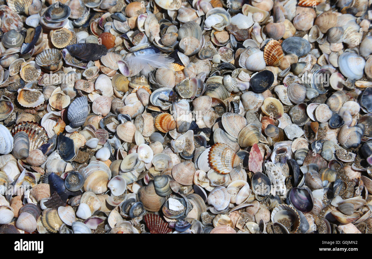 shells on the shore of the beach into the sea Stock Photo - Alamy