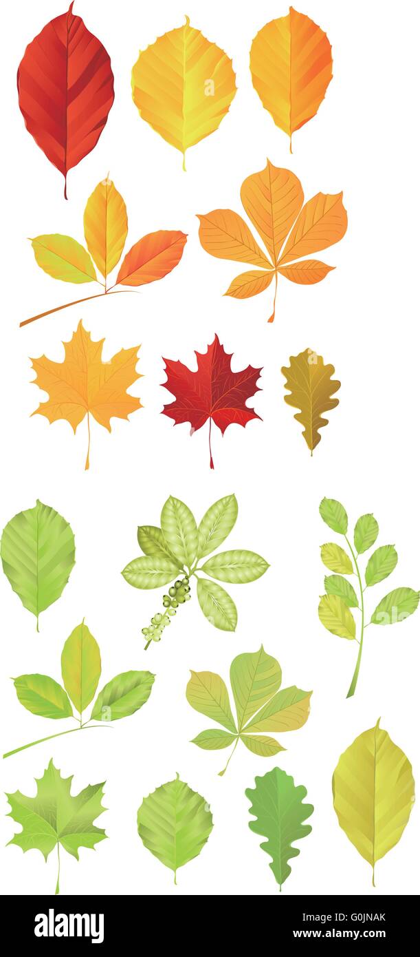 autumn leaves and spring leaf Stock Vector Image & Art - Alamy