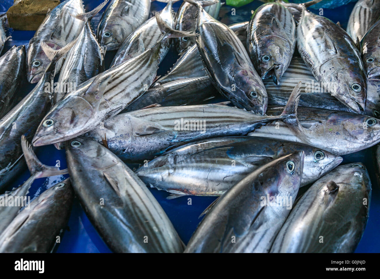 Philippines Bohol Small fish market next to one of the bridges to ...