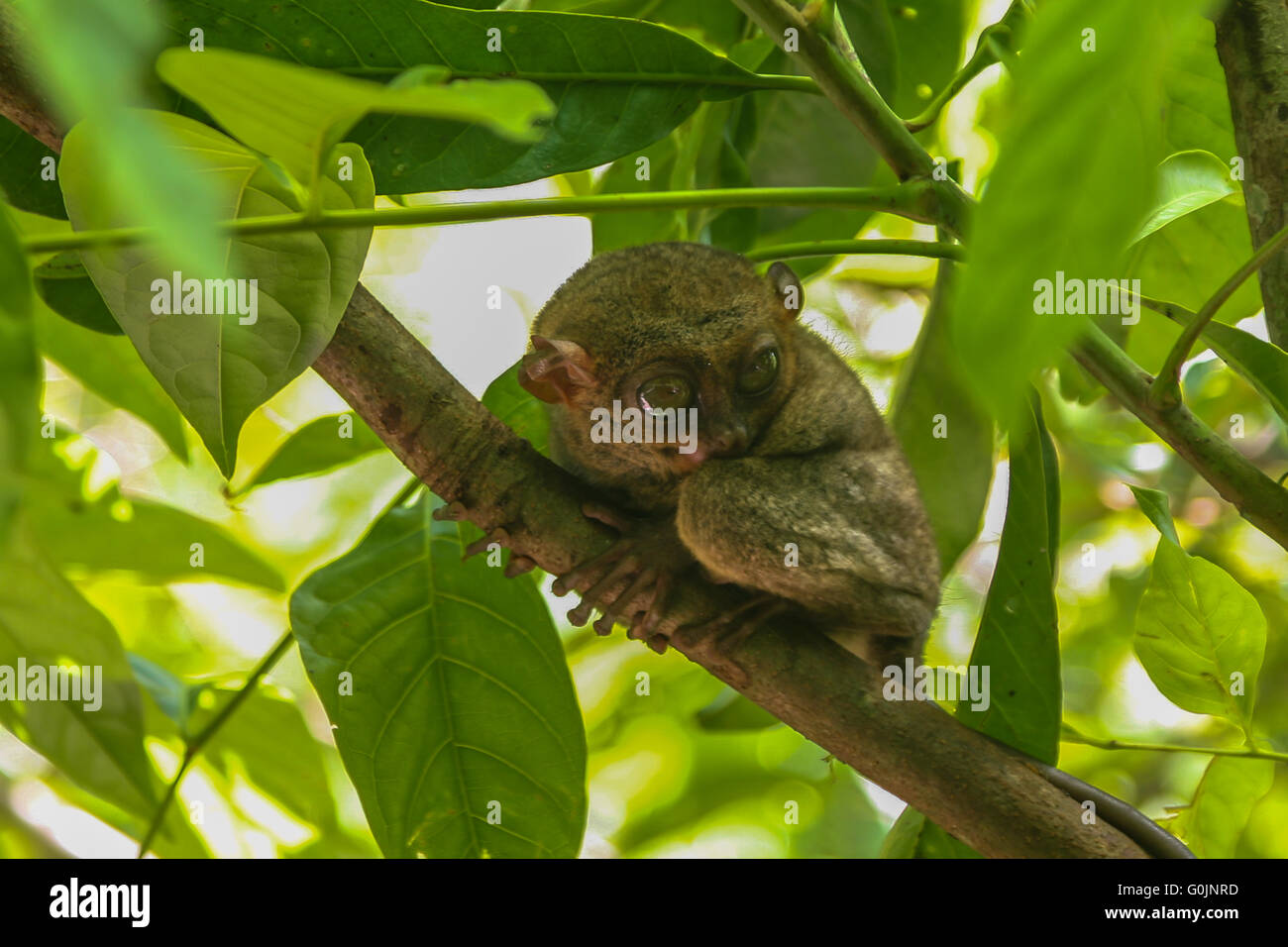 Bohol tarsier hi-res stock photography and images - Alamy