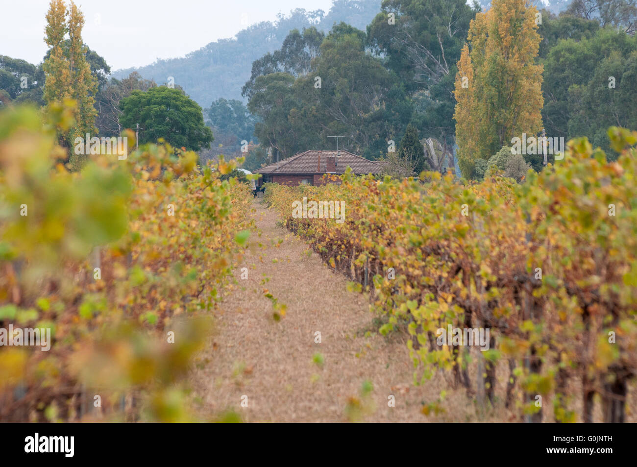 Vineyard, king valley victoria hi-res stock photography and images - Alamy