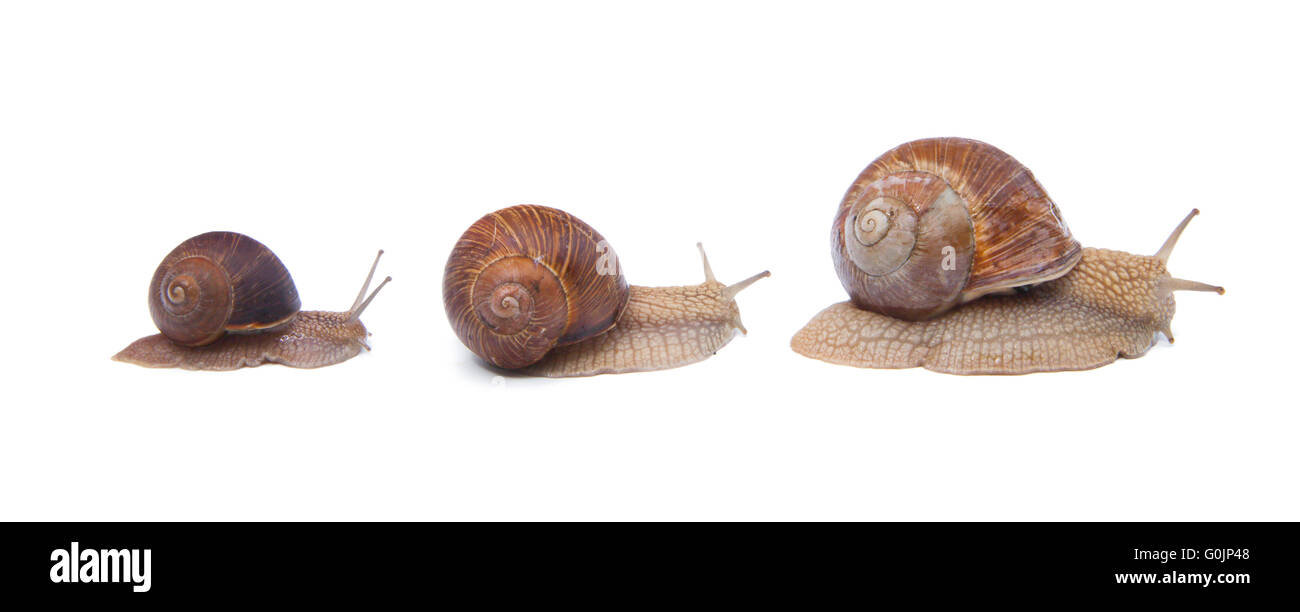 Snails isolated on white background Stock Photo - Alamy