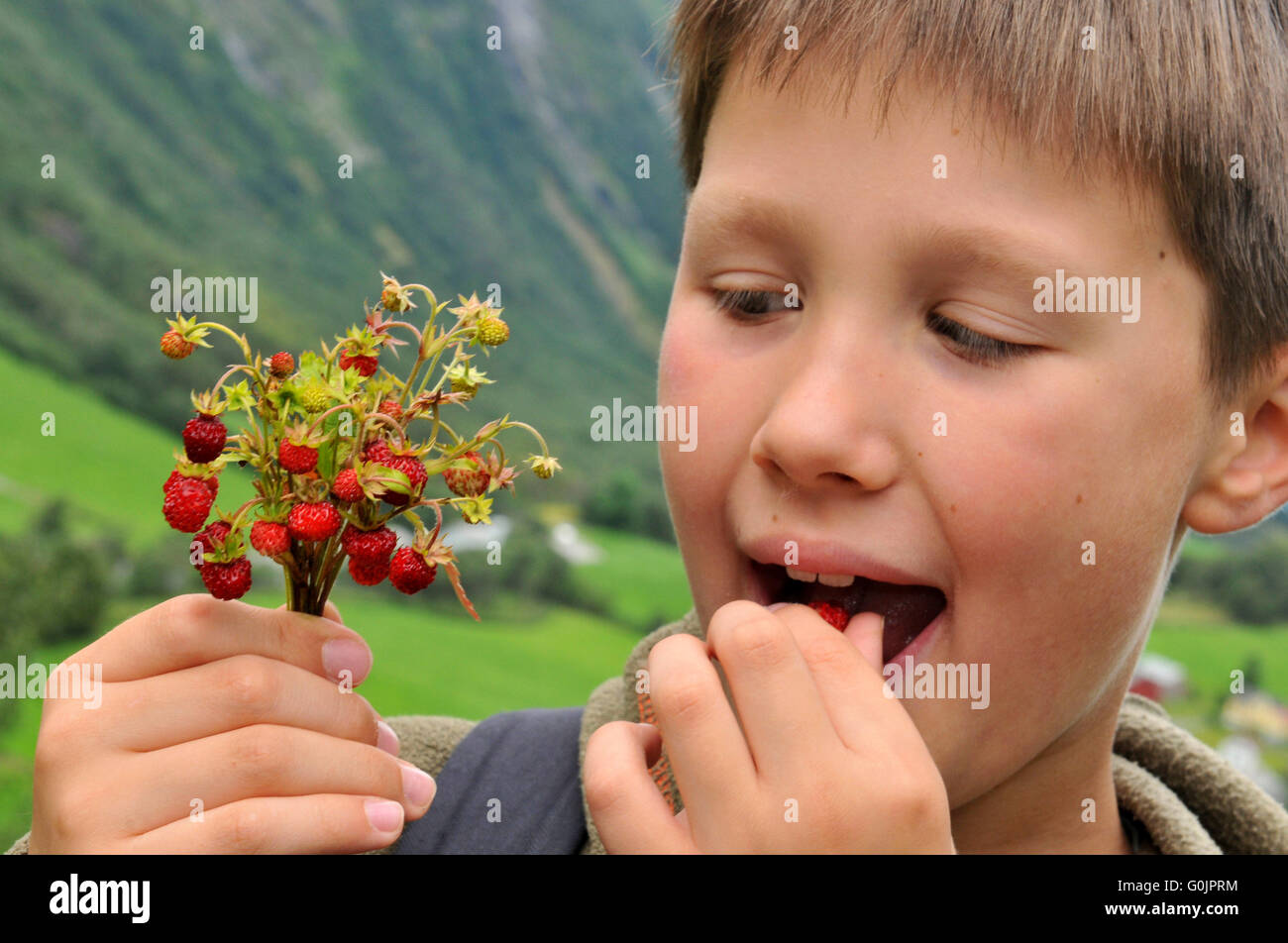 Boy eating Wild Strawberries, Norway / (Fragaria vesca) / Wild ...