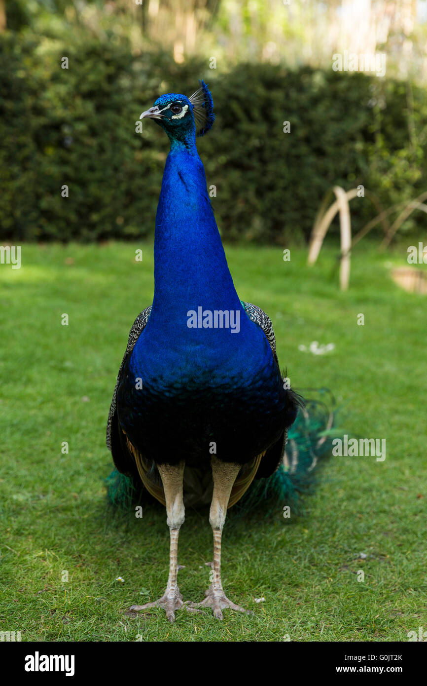 Holland Park, London, May 1st 2016. UK Weather: a peakock poses for the ...