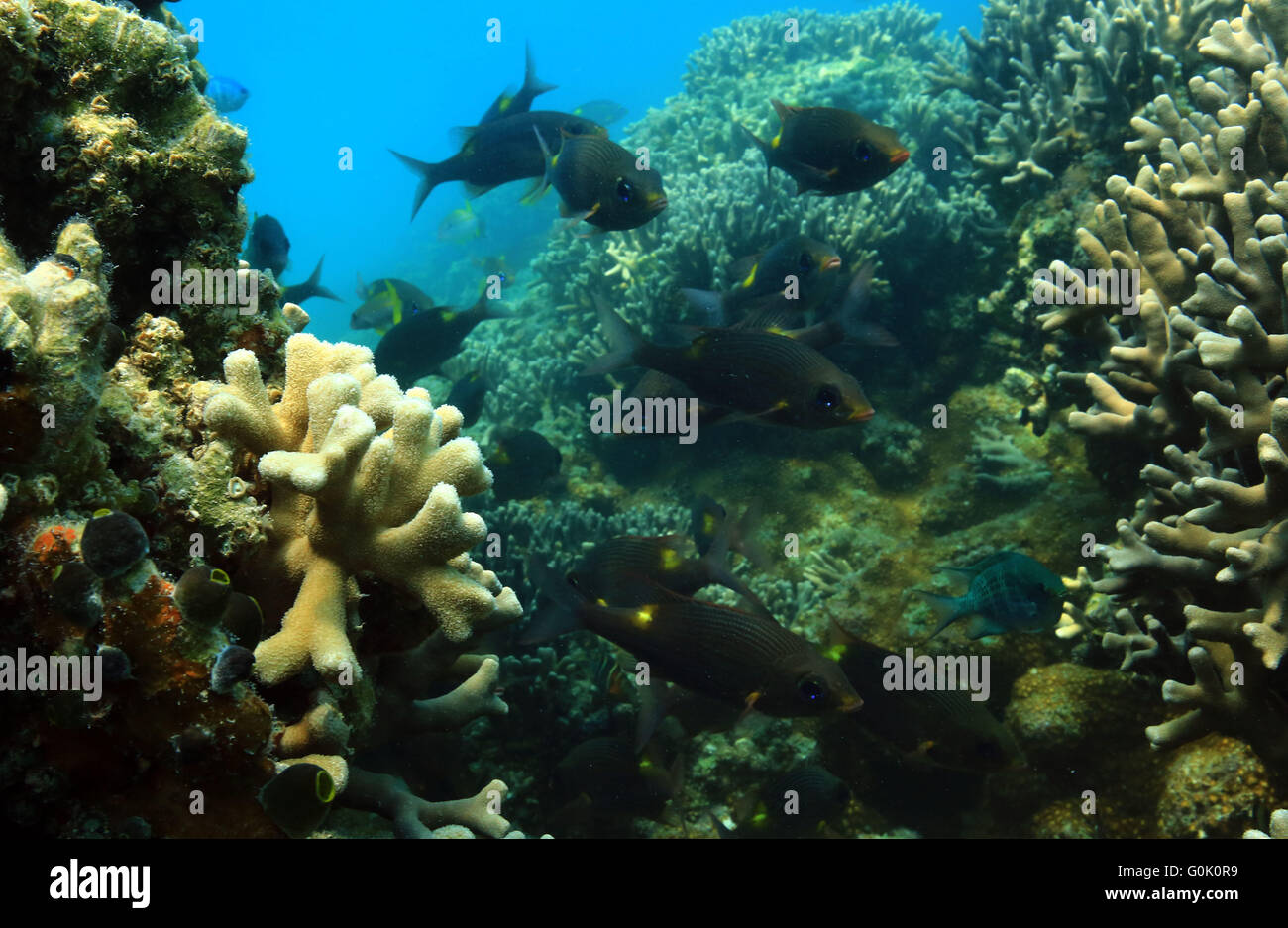 China’s coral reefs hi-res stock photography and images - Alamy