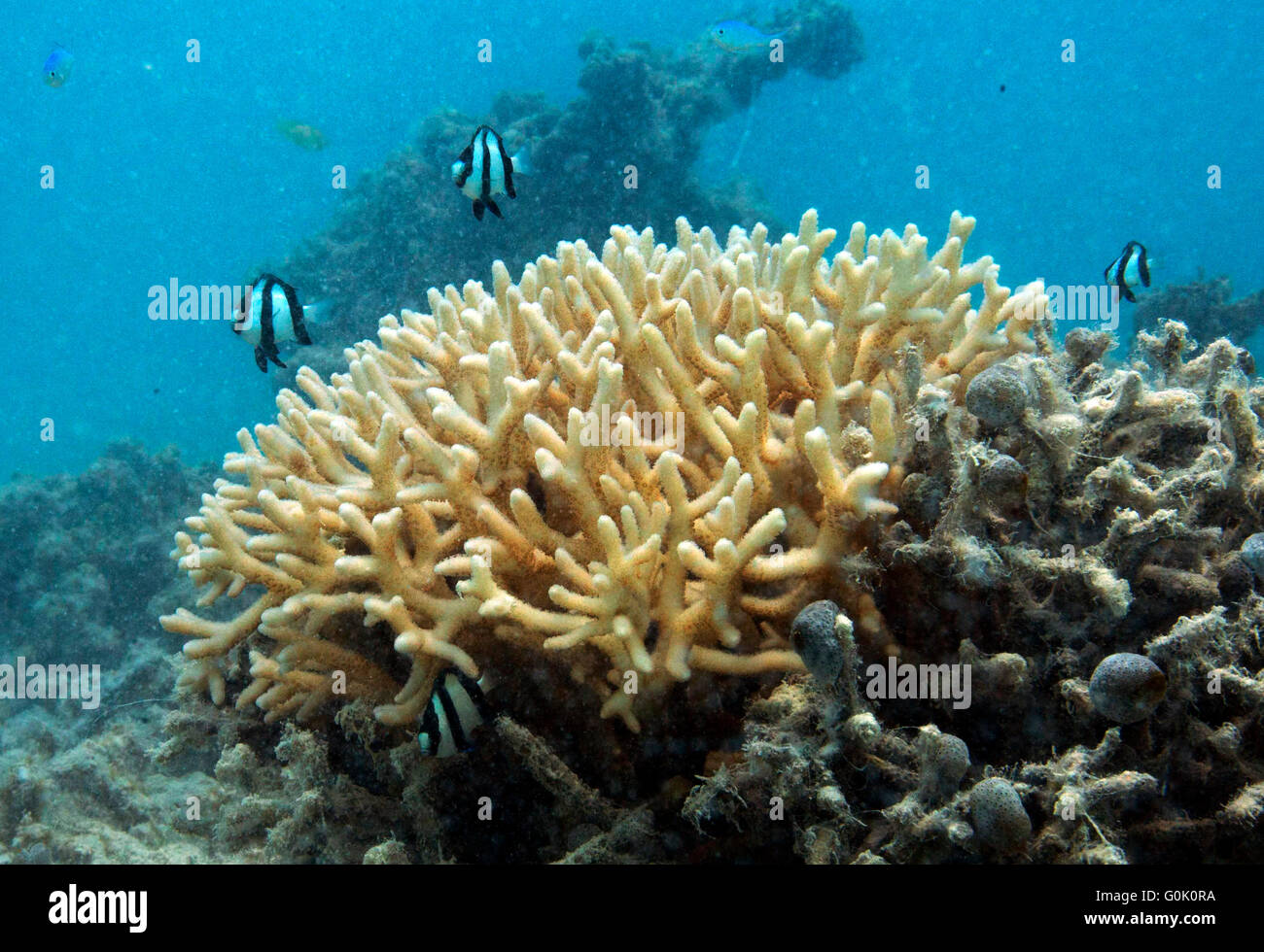 China’s coral reefs hi-res stock photography and images - Alamy