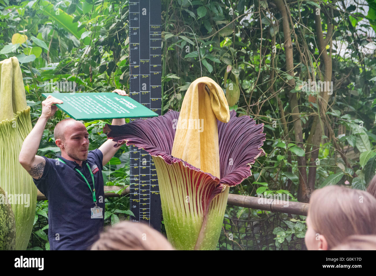 Eden Project, Cornwall, UK. 2nd May 2016. Hankies at the ready! Three ...