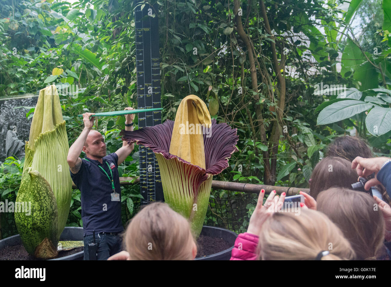 One of the worlds biggest and smelliest flowers hi-res stock ...