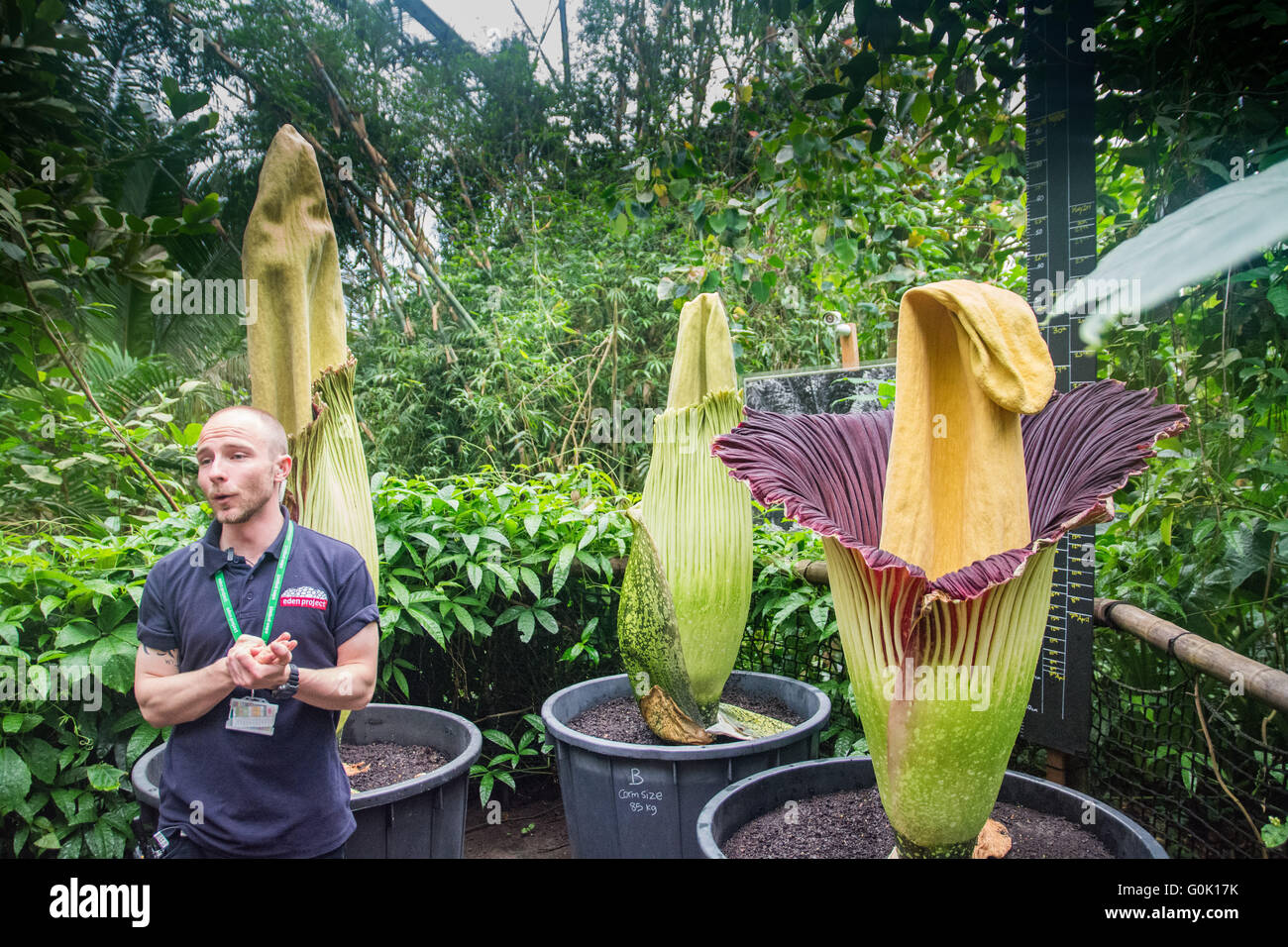 Eden Project, Cornwall, UK. 2nd May 2016. Hankies at the ready! Three ...