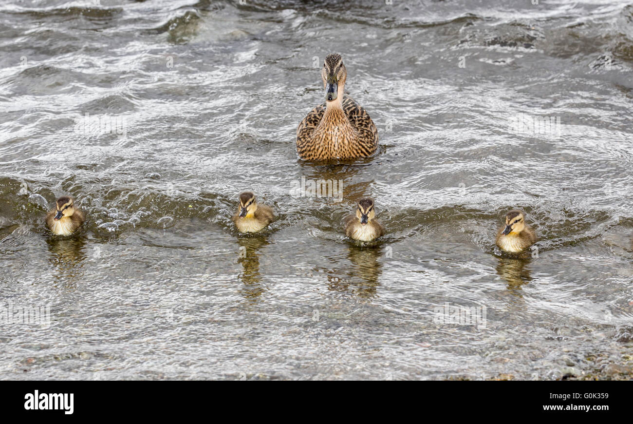 Meaning to get organized greeting card postcard ducklings hi-res stock ...