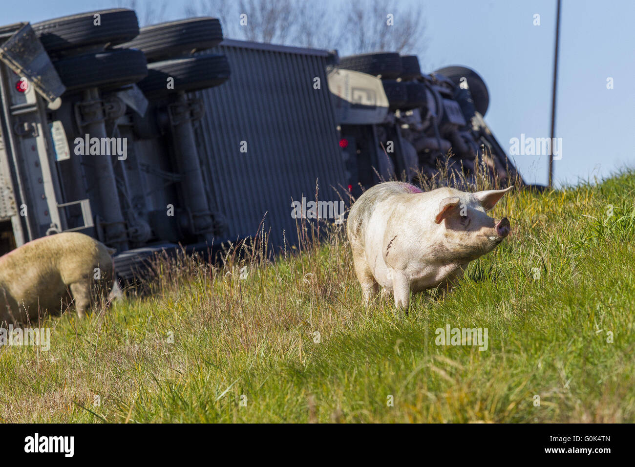 Moline, Iowa, USA. 19th Nov, 2015. A hog wonders the ditch after a semi ...