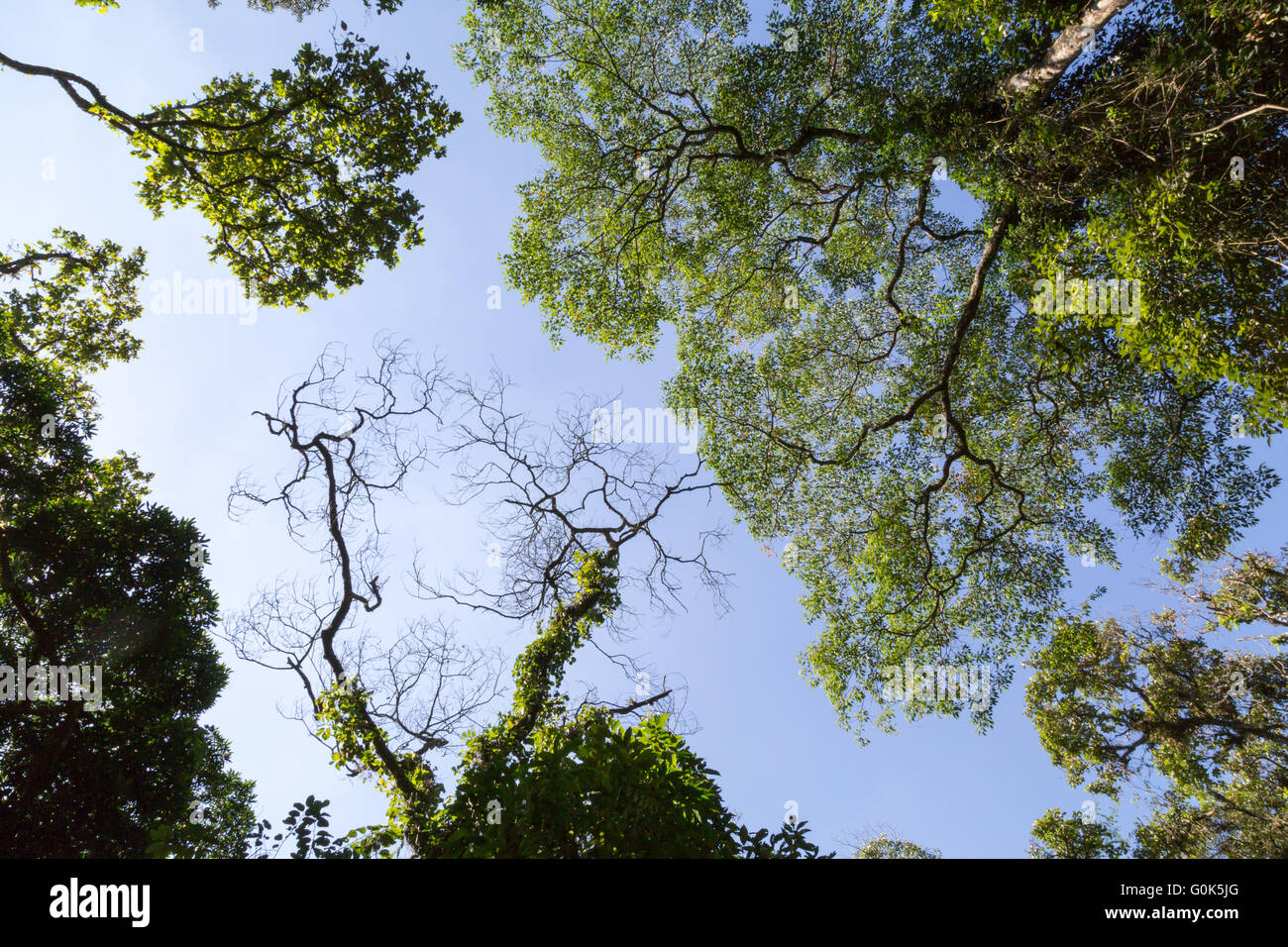 Sao Paulo, Brazil. 1st May, 2016. Forest treetops, tree canopy is seen ...