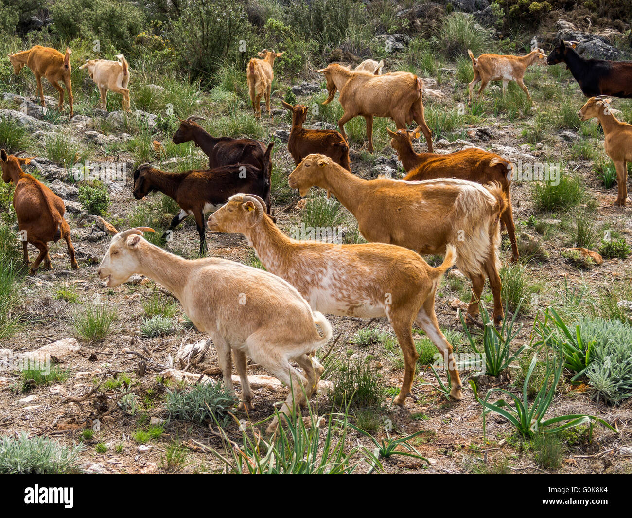 Herding goats. Sierra de las Nieves Natural Park. Málaga Andalusia ...