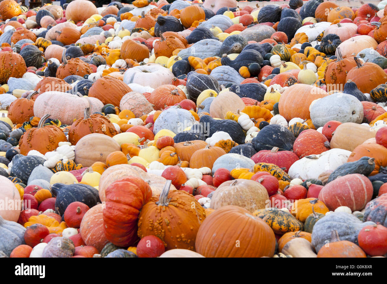 Different maxima and pepo cucurbita pumpkin pumpkins from autumn ...