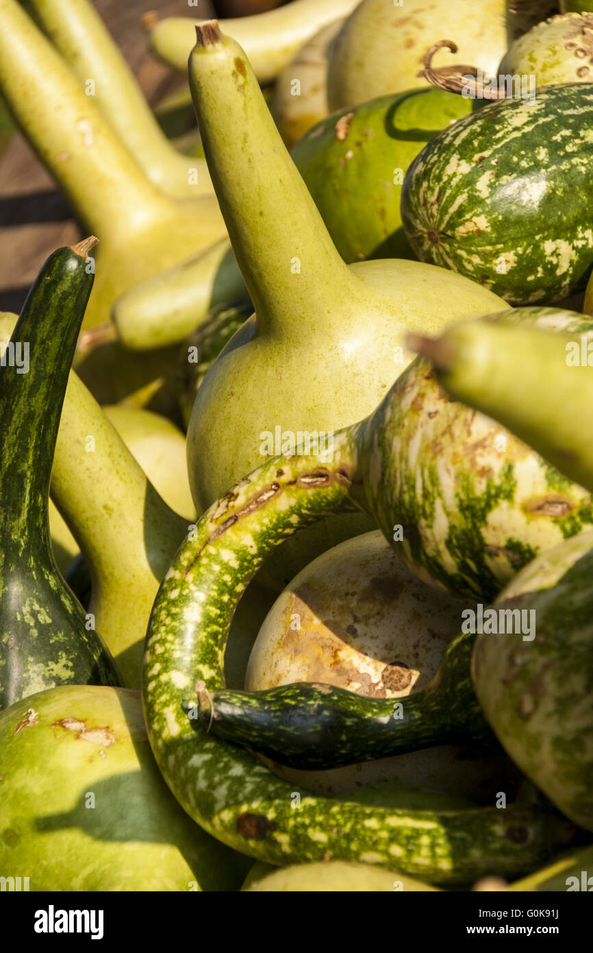 Kalebassenkürbirs cucurbita pumpkin pumpkins from autumn harvest Stock ...