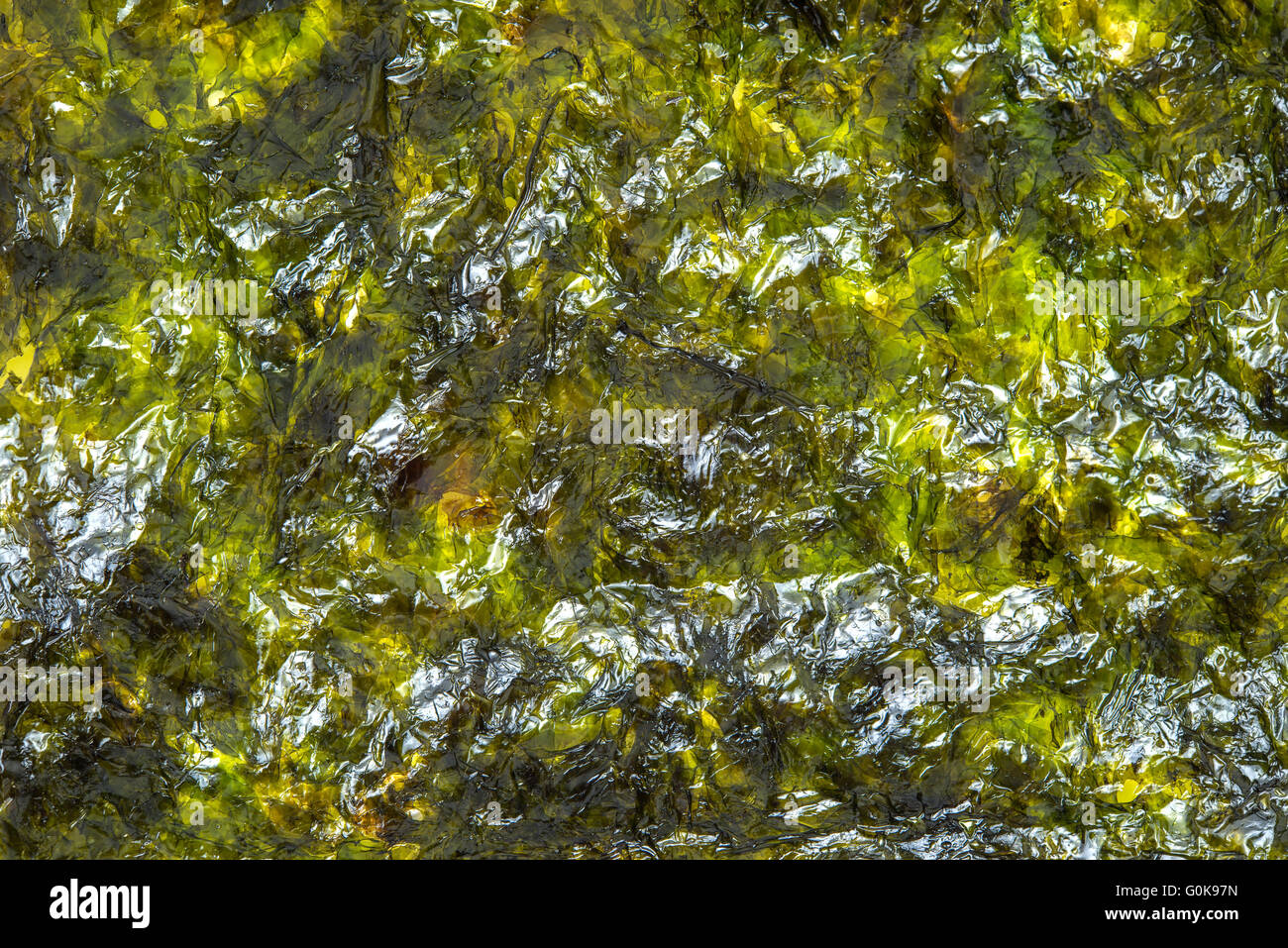 dry seaweed background Stock Photo - Alamy