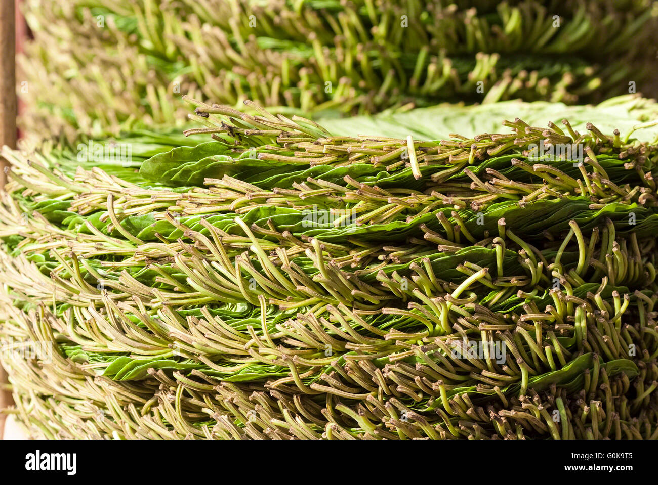 Stacks of betel leaves for sale at a market in Myanmar. Chewing betel ...