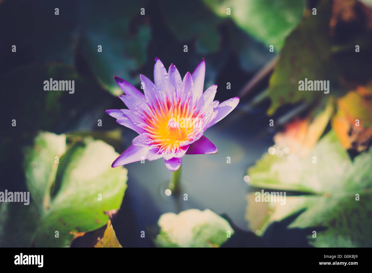 Pure color background hi-res stock photography and images - Alamy