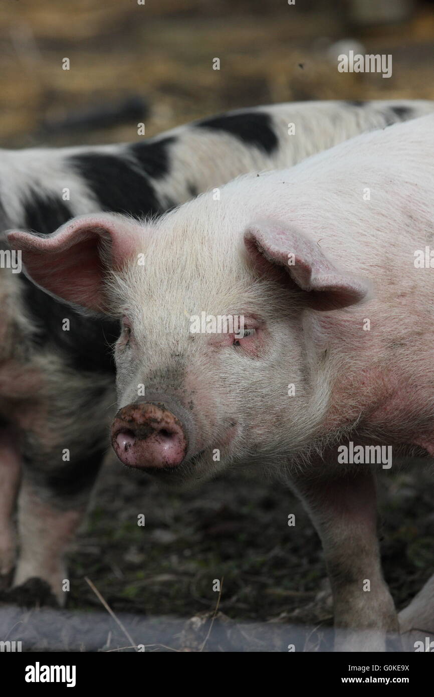 large white weaner pig looking up ,head and shoulders, outdoors Stock ...