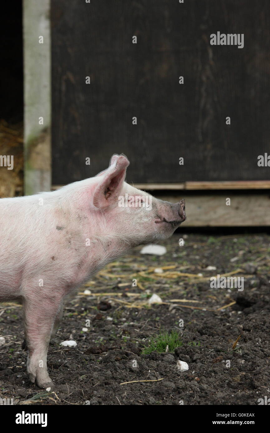 large white weaner pig looking up sideways on,head and shoulders ...