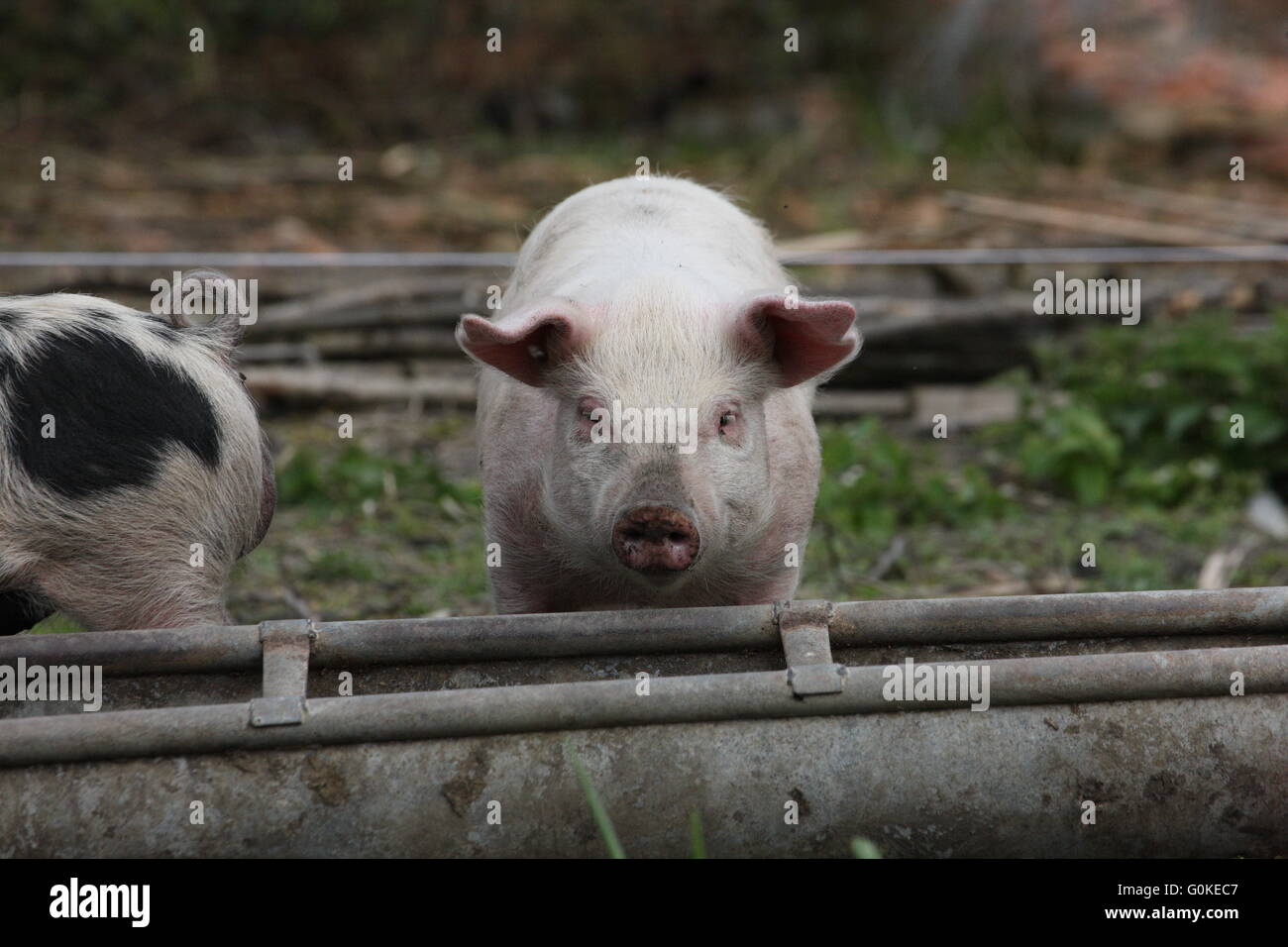 Tough it out hi-res stock photography and images - Alamy