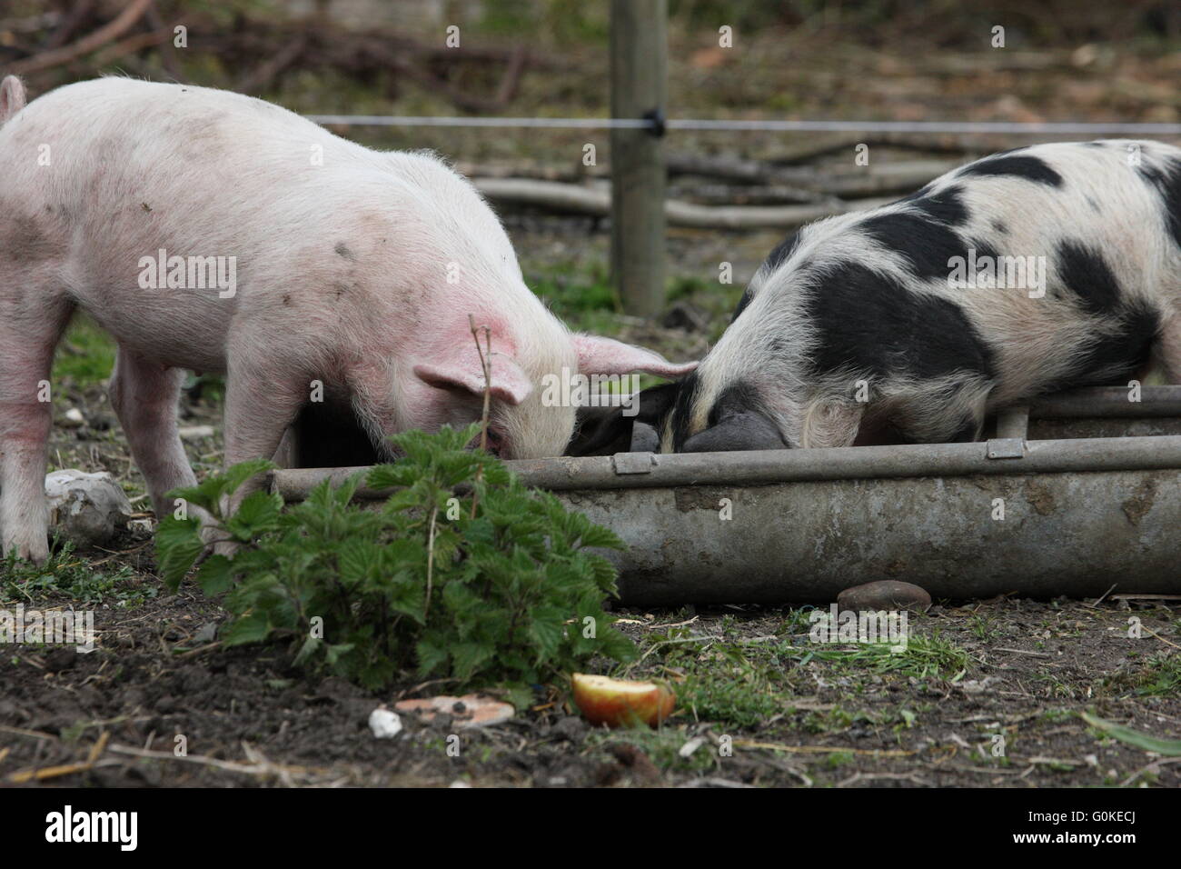 2 weaner pigs large white and spotted one eating out of a tough,outdoor ...