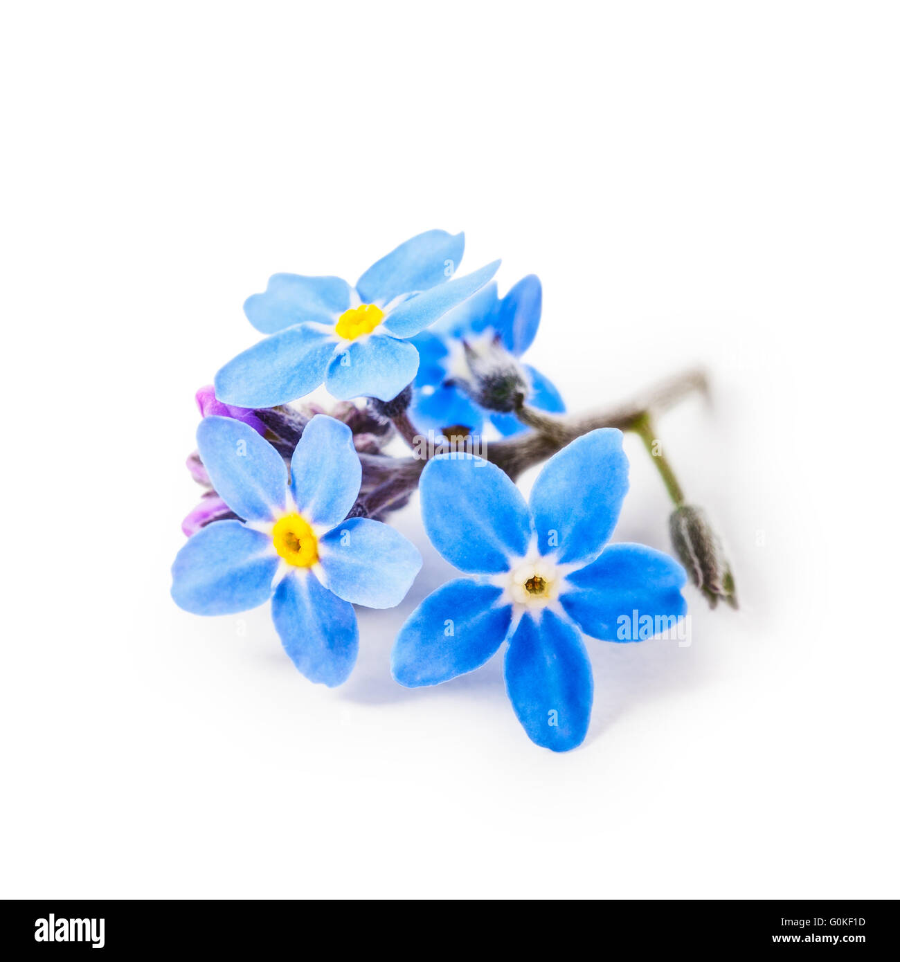 Blue forget me not flowers bunch isolated on white background clipping ...