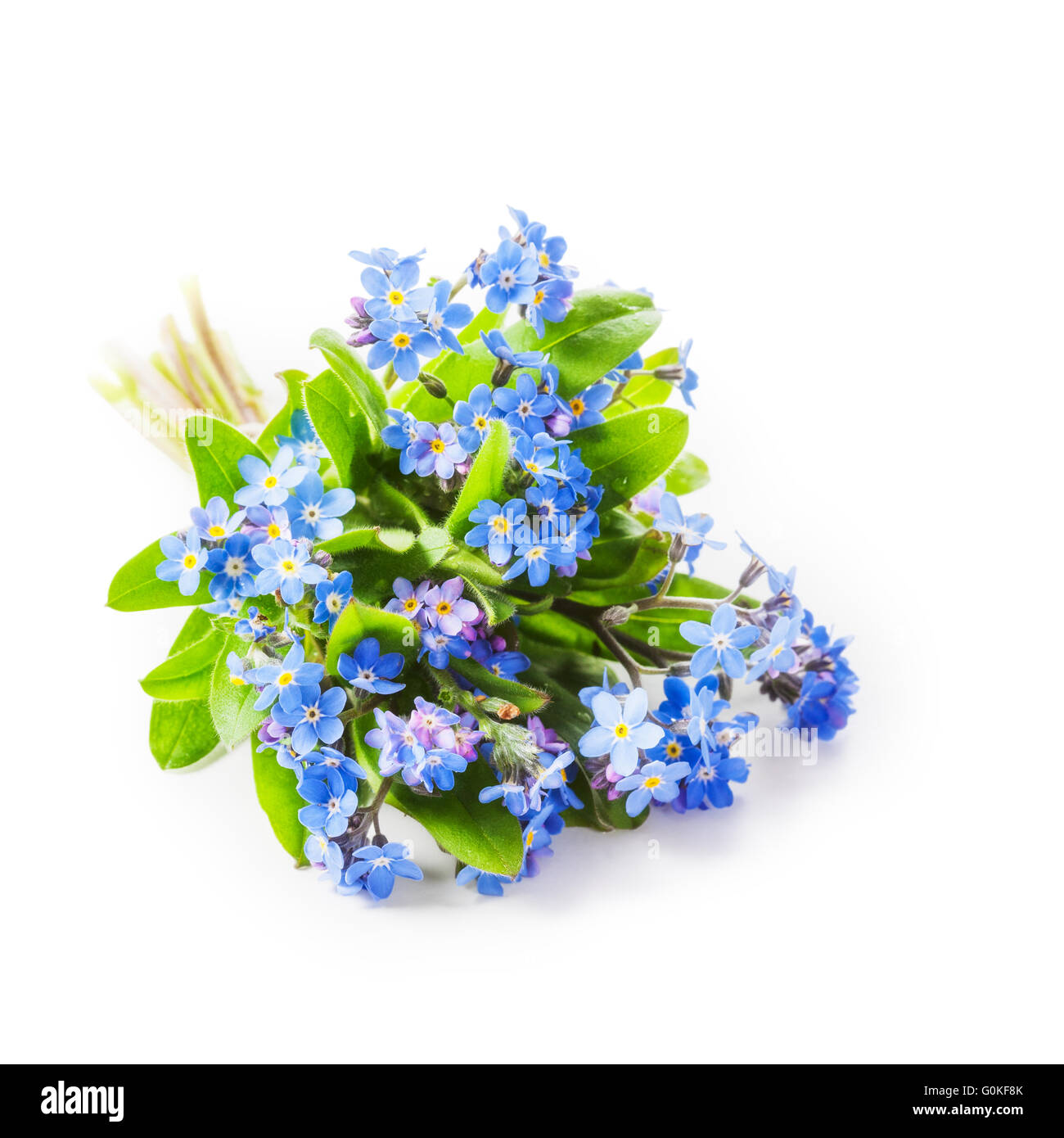 Blue forget me not flowers bunch isolated on white background clipping ...
