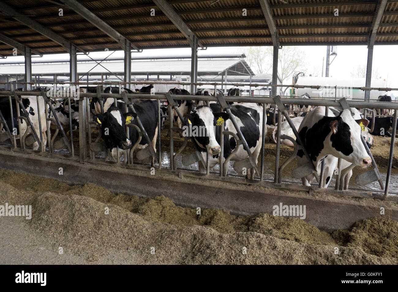 Holstein dairy cows in a barn with self locking yokes. Italy Stock ...