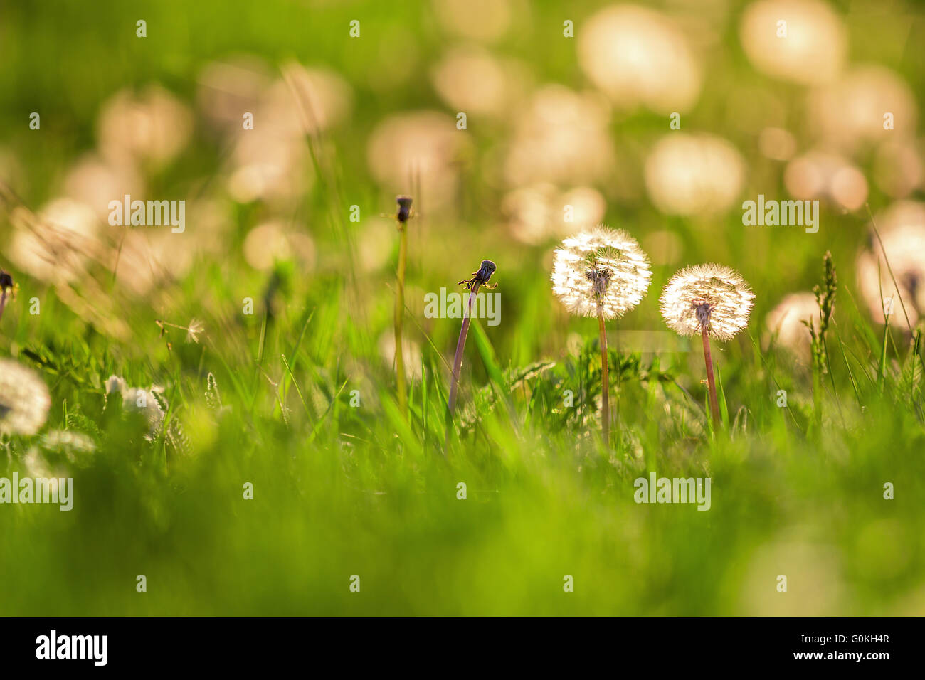 dandelion field over sunset background in summer Stock Photo - Alamy