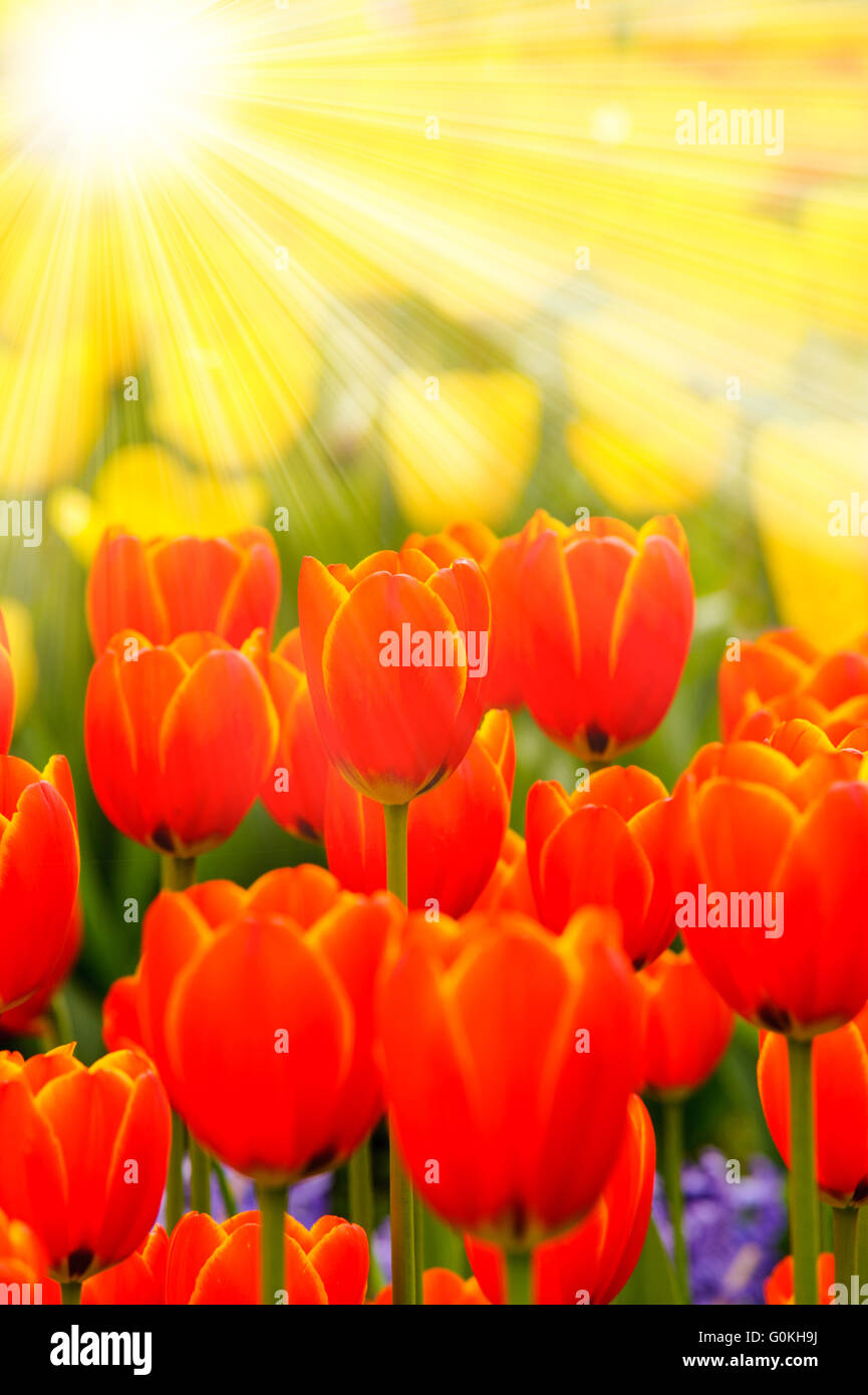 tulip flowers with sun rays at spring Stock Photo - Alamy