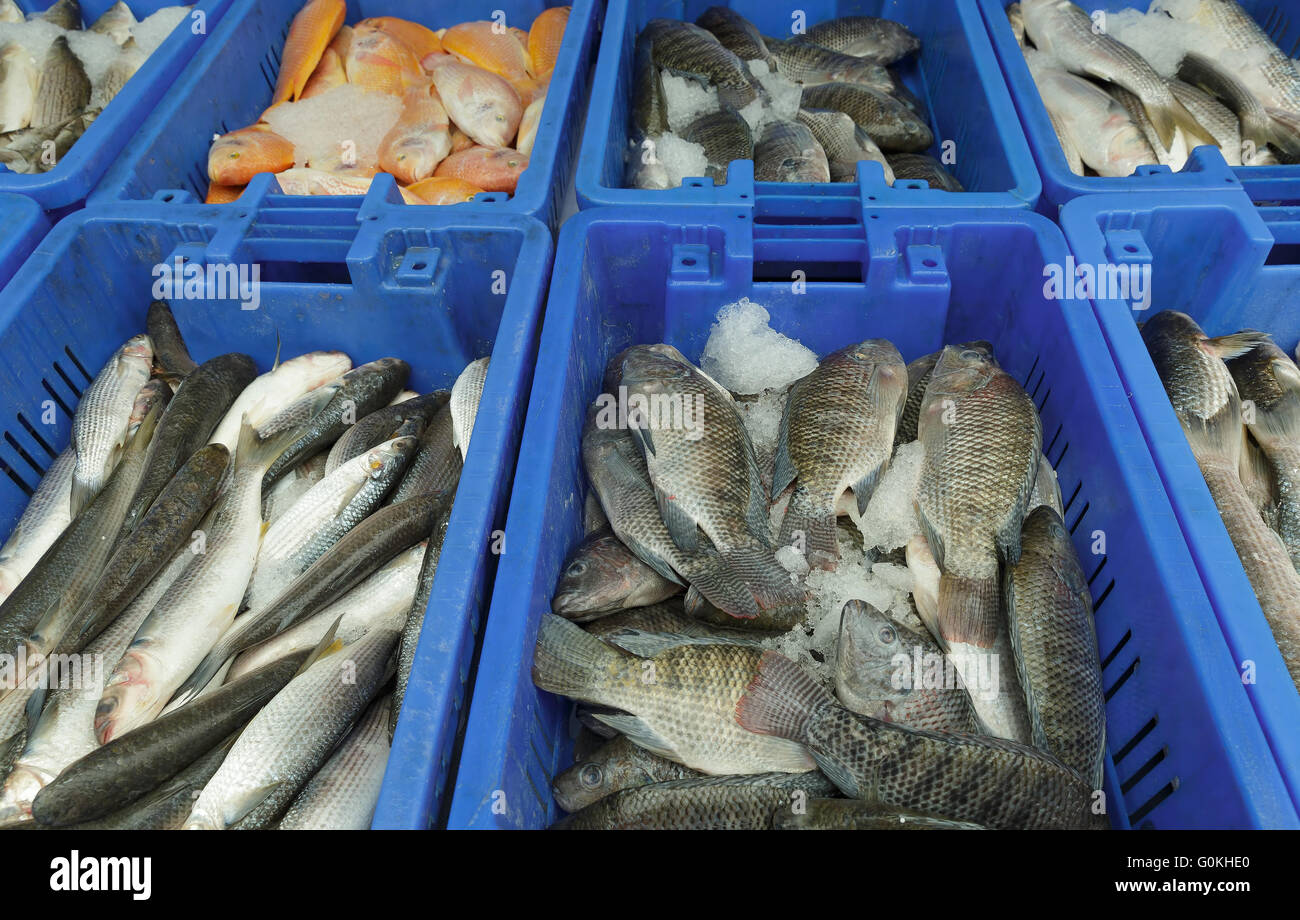 Different fish in boxes on the market Stock Photo - Alamy