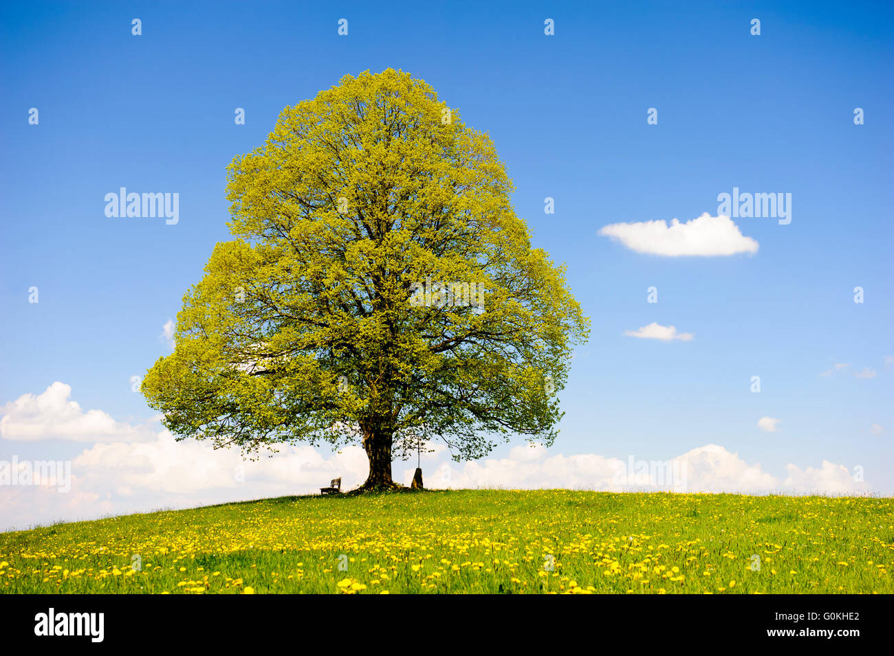 Big tree linden isolated hi-res stock photography and images - Alamy