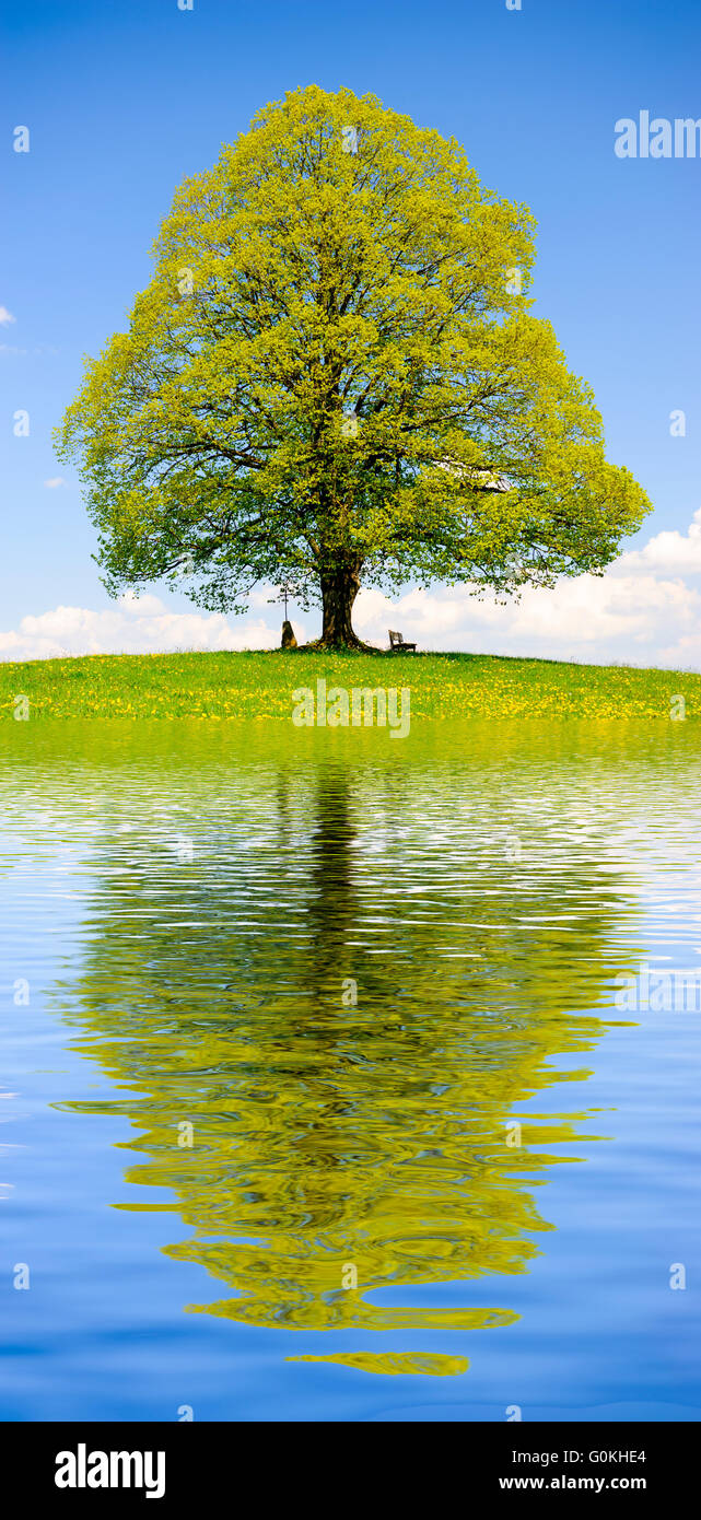 tree with reflection in water with waves Stock Photo - Alamy