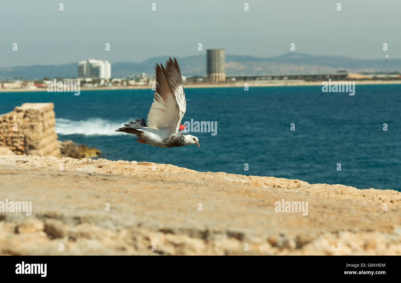 Pigeon flying on sea hi-res stock photography and images - Alamy