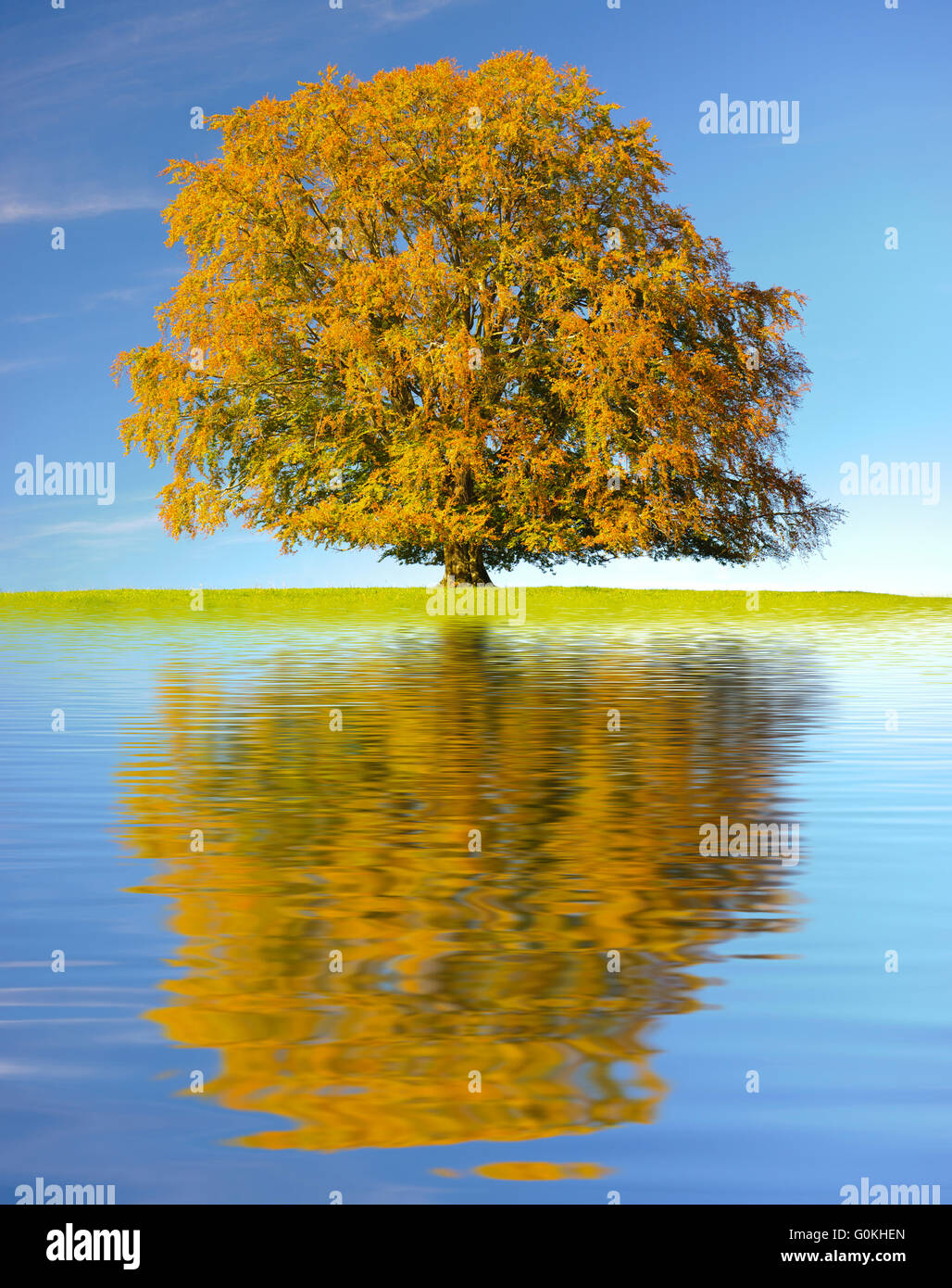 Single tree in water hi-res stock photography and images - Alamy