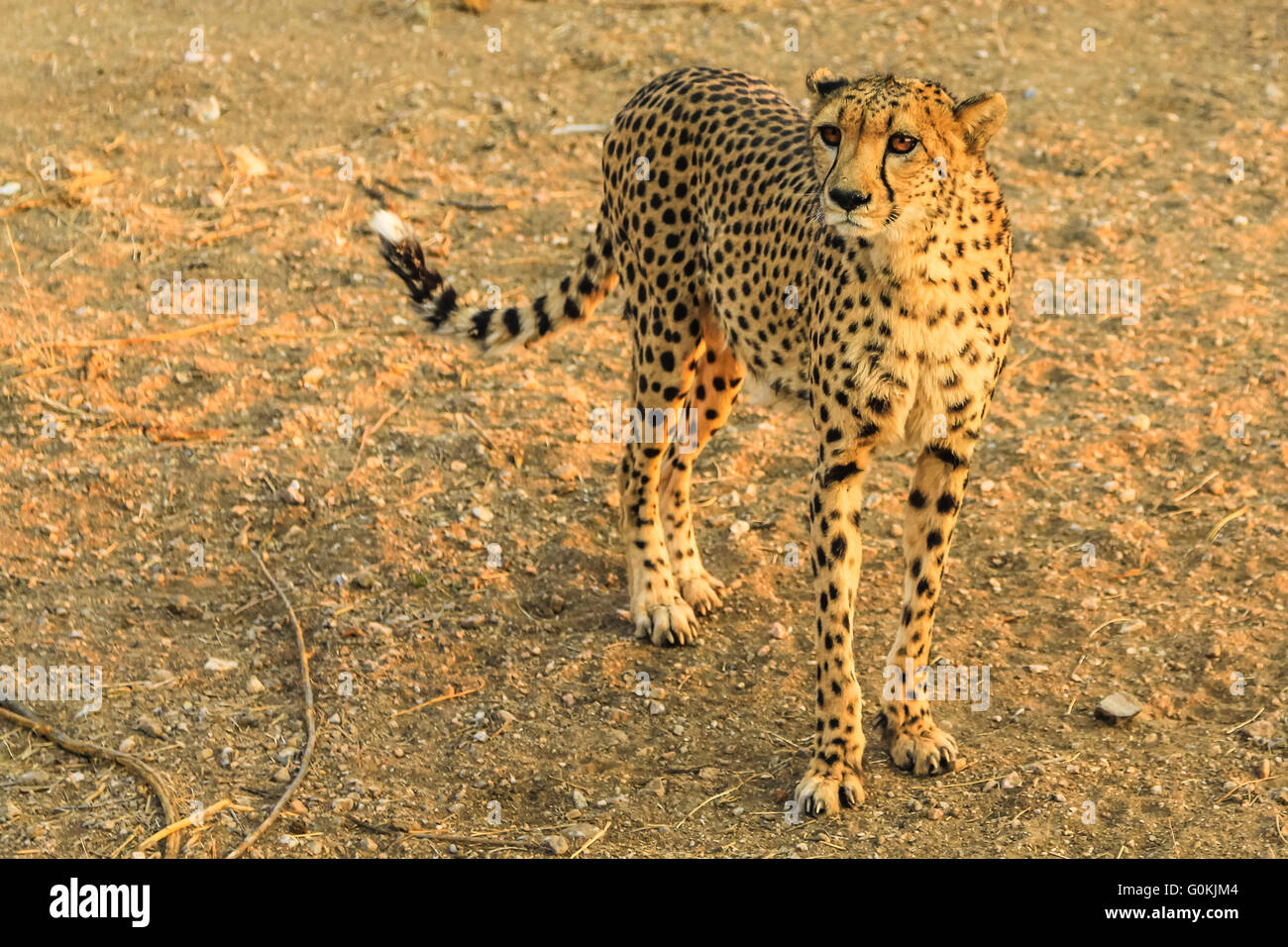 Cheetah of Namibia Stock Photo - Alamy