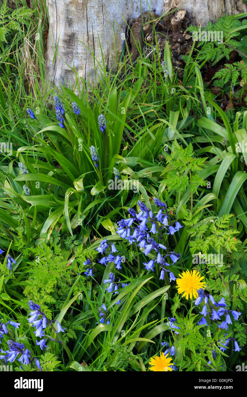 Bluebells and dandelions growing against a dead tree stump, in England ...