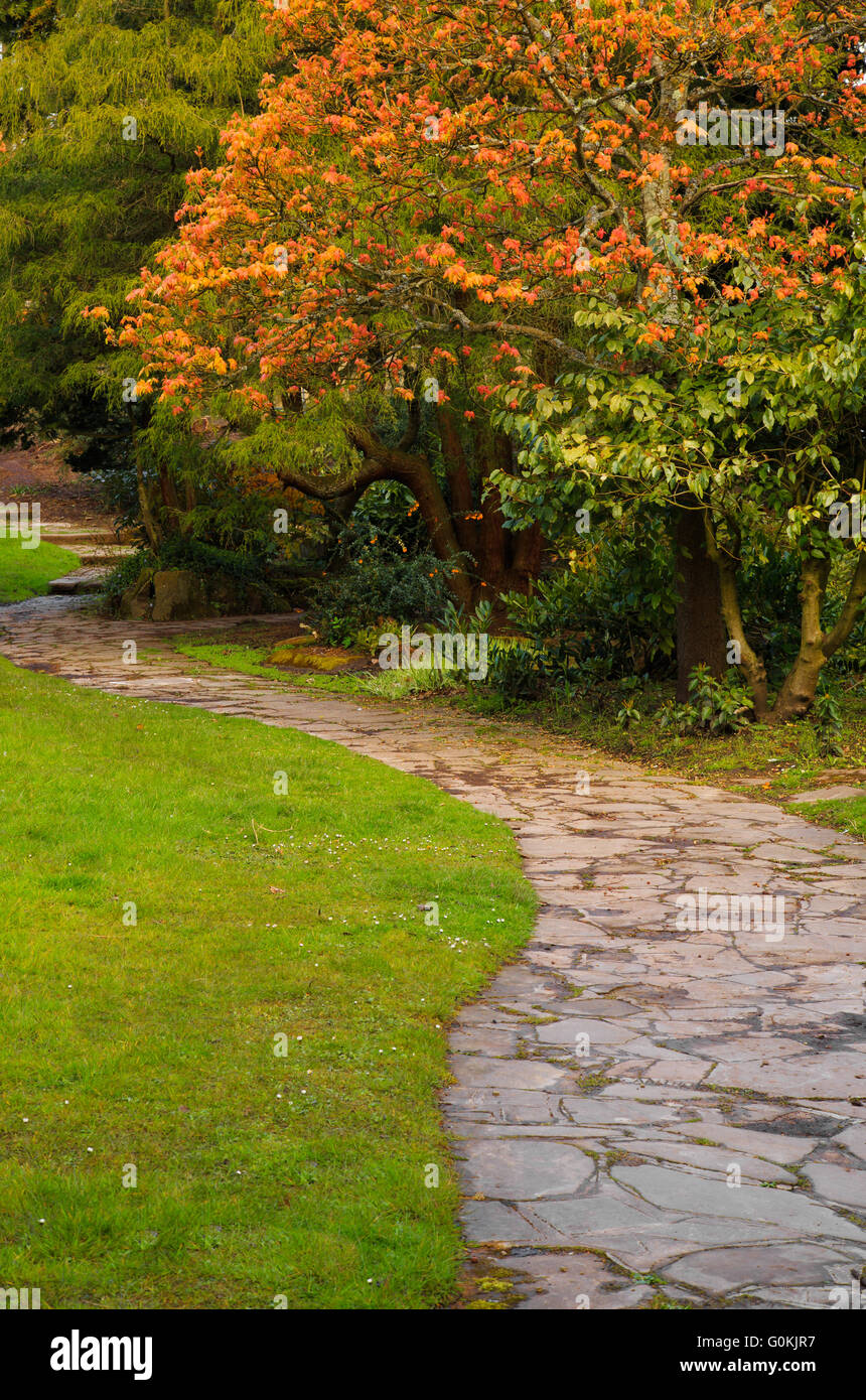 Tranquil pathway section, and a colourful Acer tree in the Japanese ...